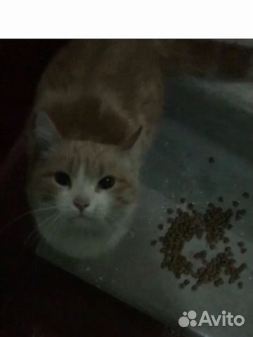 Котик потерялся и хочет домой