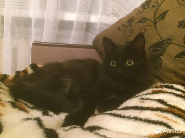 Снежик ищет семью