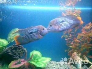 Продам две акары бирюзовых