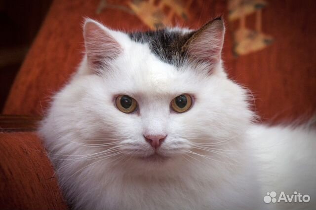 Ласковый пушистый белый кот Антоша