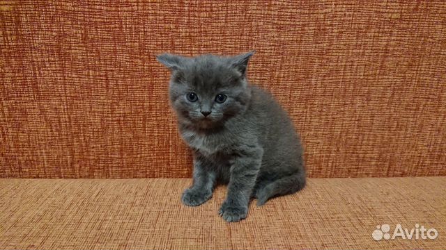 Отдам в хорошие руки