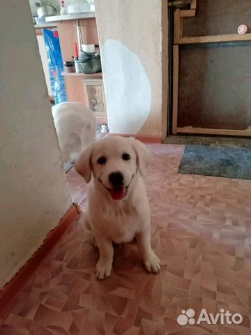 Щенок голден ретривера