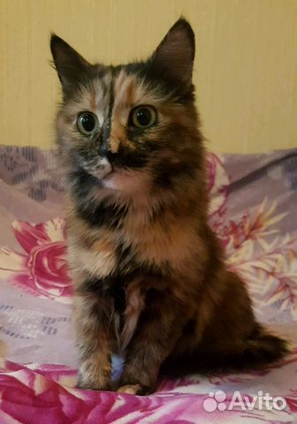 Красавица Клео в добрый дом