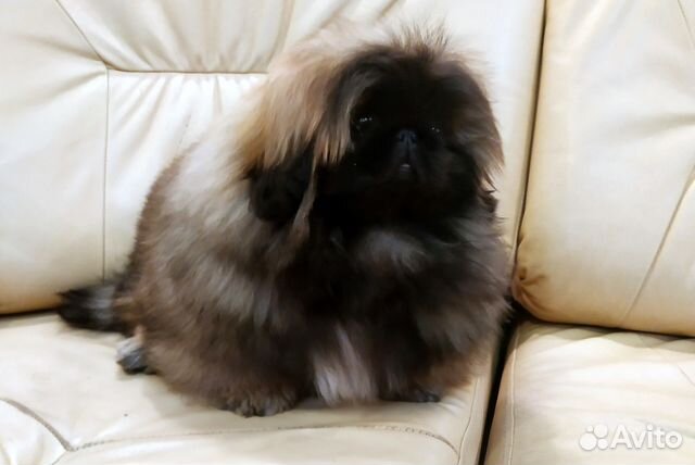 Щенок от титулованных родителей