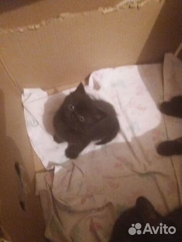 Черная плюшечка