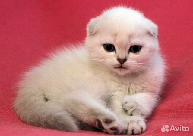 Шотландская