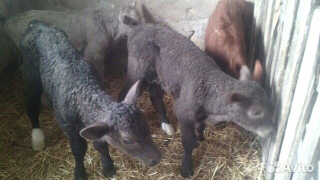 Телята молочные и возрастные