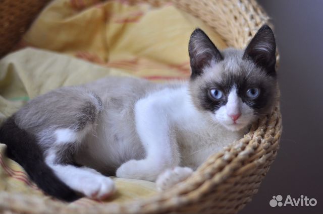 Отдам даром котенка