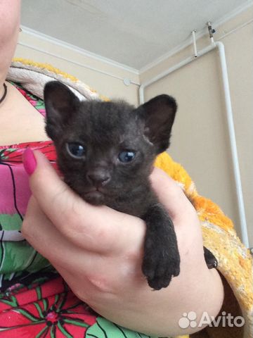 Продам катят