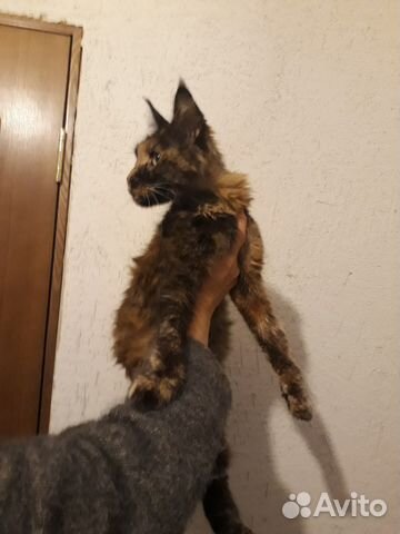 Лайза только в ответственные руки