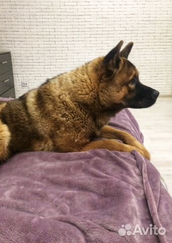 Продаются щенки американской Акиты