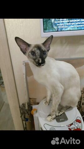 Кошечка ориентал ищем жениха