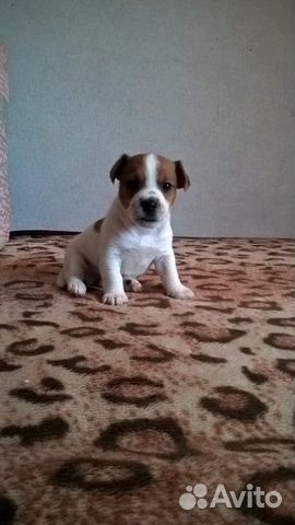 Щенки Ждек Рассел