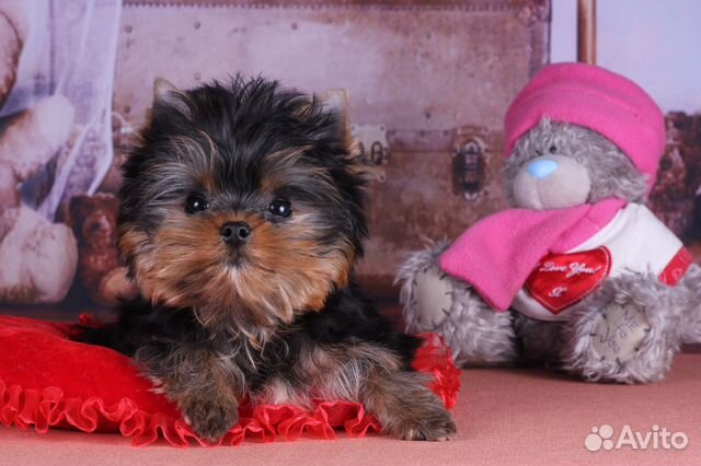 Йоркширская мини принцесса