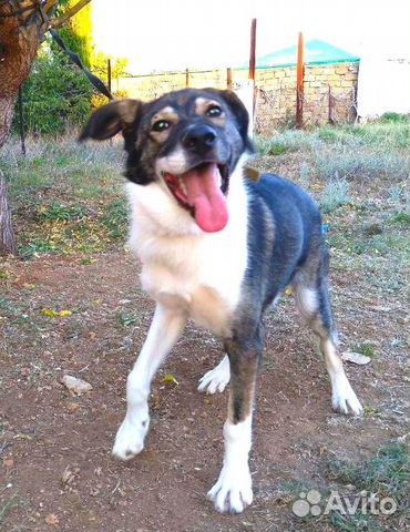 Метис Амурчик в добрую семью, бесплатно