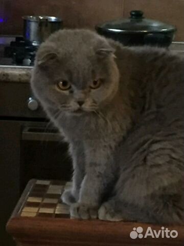 Отдам шотландскую кошку (скоттиш фолд)
