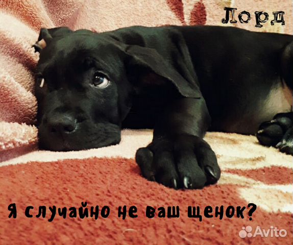 Щенки Кане Корсо от Чемпиона