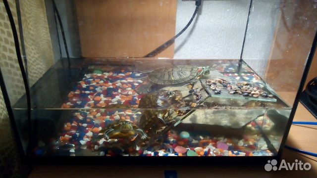 Черепахи красноухие с аквариумом на 80 литров