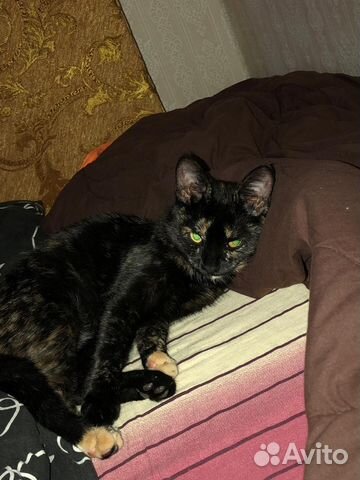 Котёнок Эльза