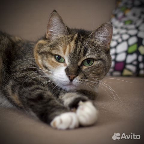 Спокойная уютная кошка Фиона