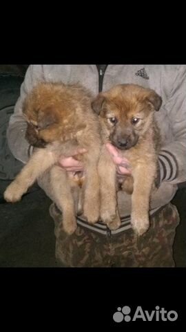 Щенки ждут хозяев