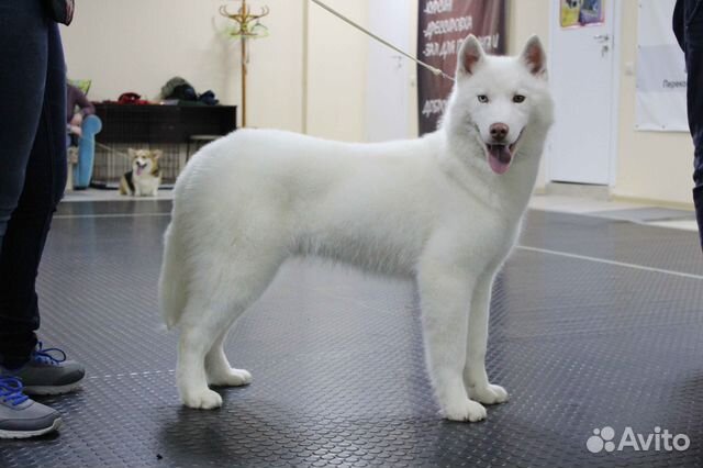 Белый кобель хаски