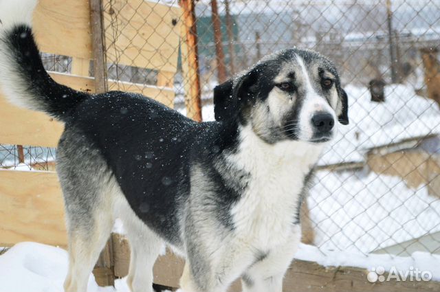 Милашка Лютта