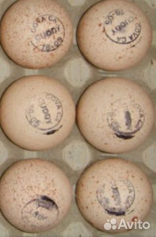 Инкубационные яйца