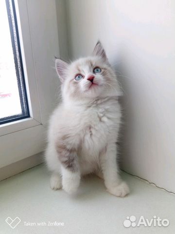 Рэгдолл котенок 3 месяца