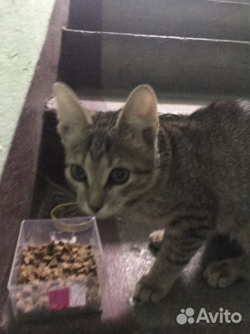 Найден котёнок