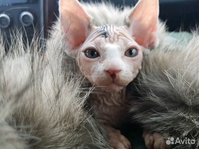 Канадский сфинкс