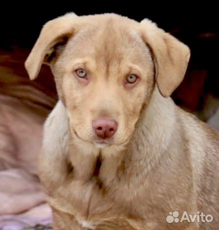 Пес-шоколадный нос