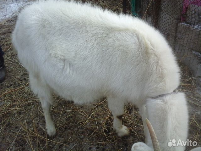 Продаются скотные козы и гуси