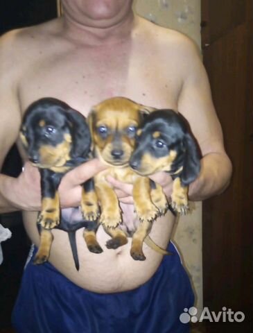 Милые щенята