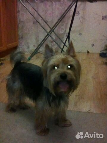 Найден йоркширский терьер