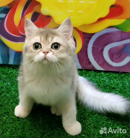 Голубое золото девочка 2