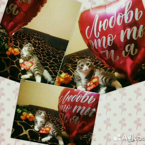 Вислоухий Кузя,1 год и 2 мес