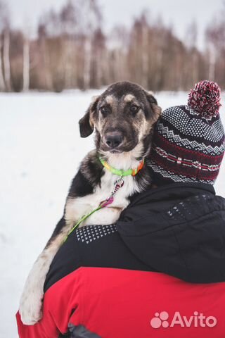 Мистер топатун по кличке Арчи. Щенок в дар
