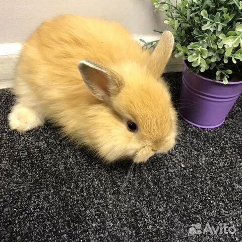 Продам милых кроликов
