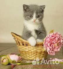 Малышка бриташка