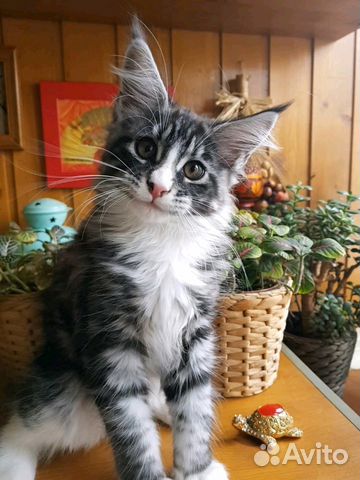 Клубные котята мейн-кун от заводчика