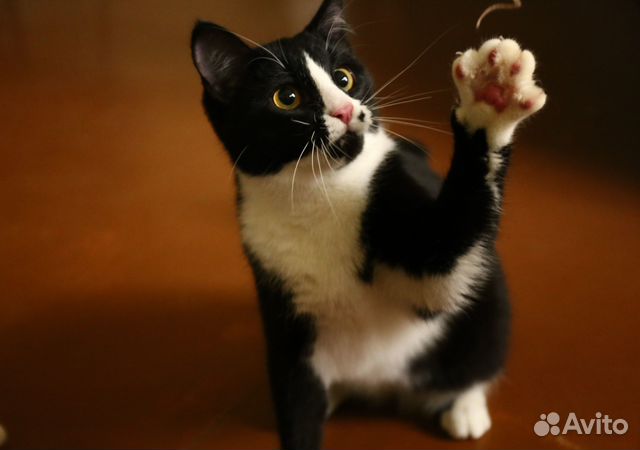 Сирена, 1год