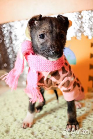 Сестрички Кроха и Бетти ищут свой дом