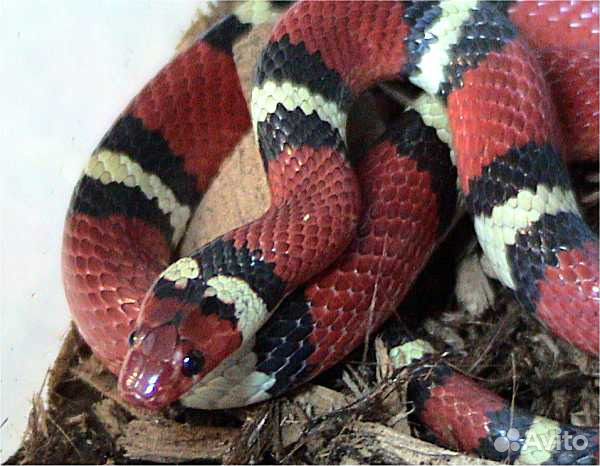Молочная Змея (Lampropeltis triangulum elapsoides)