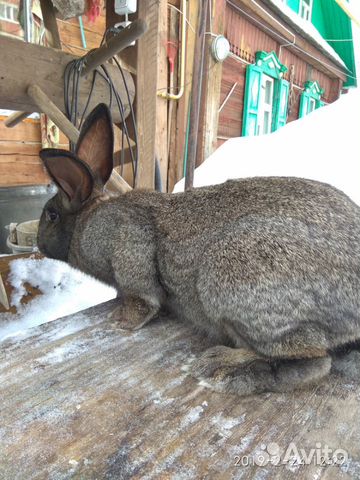Самец фландр