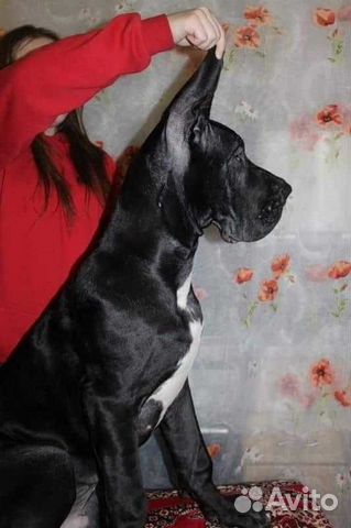 Немецкий дог