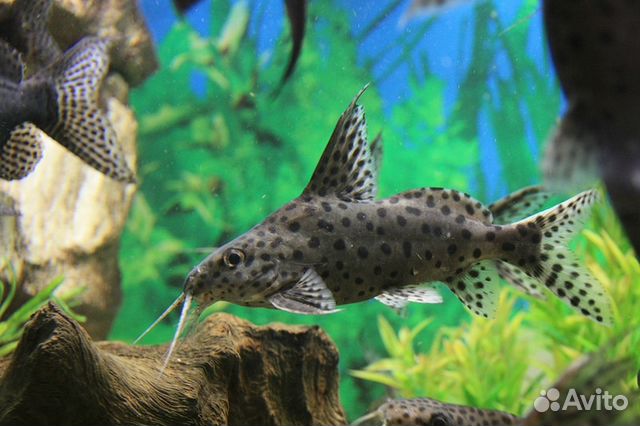 Синодонтис долматин (сом перевертыш)