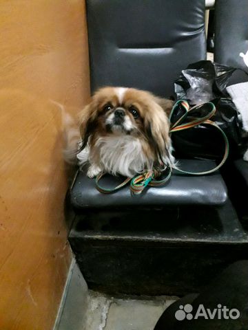 Вязка Пикинес