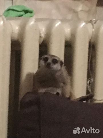 Продам Суриката