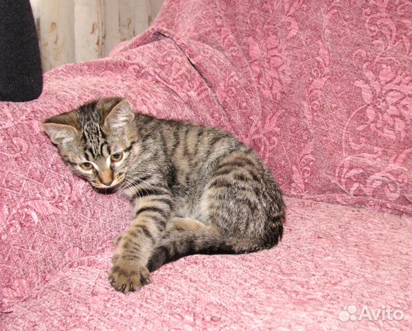 Милый котеночек